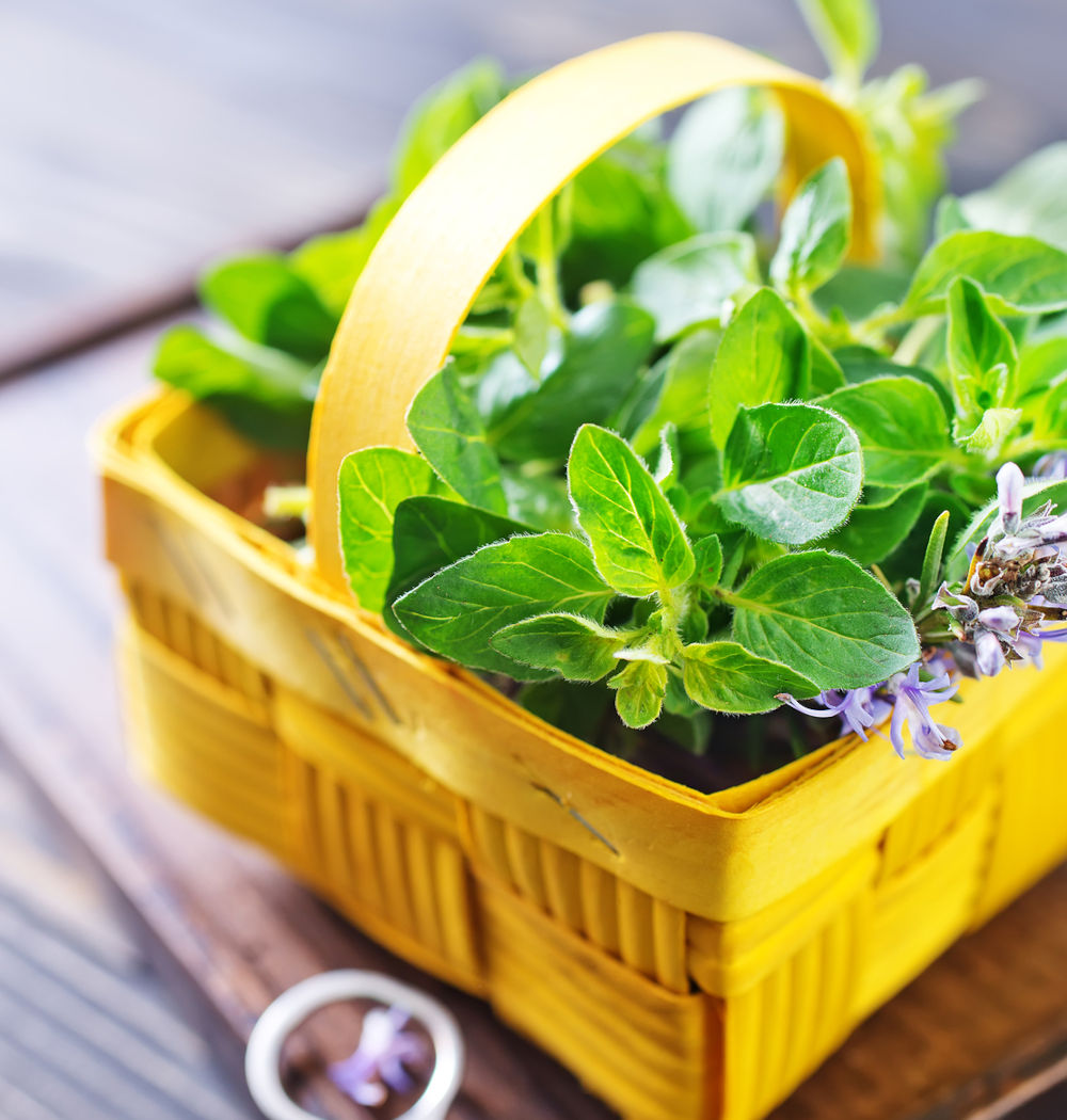 Growing your own kitchen herb garden: From windowsill to table | Luxury ...